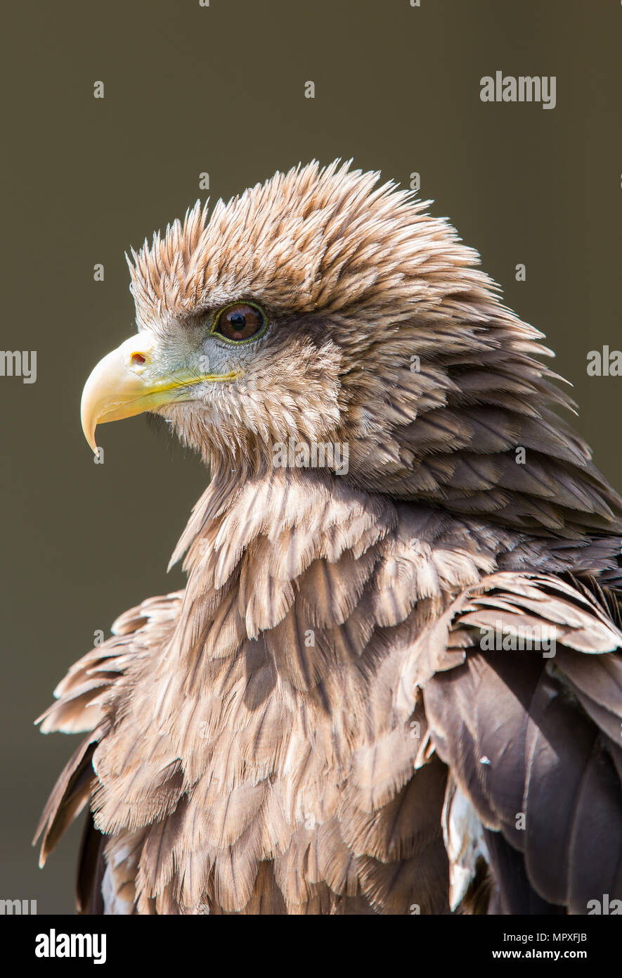 Captive bird of prey Stock Photo - Alamy