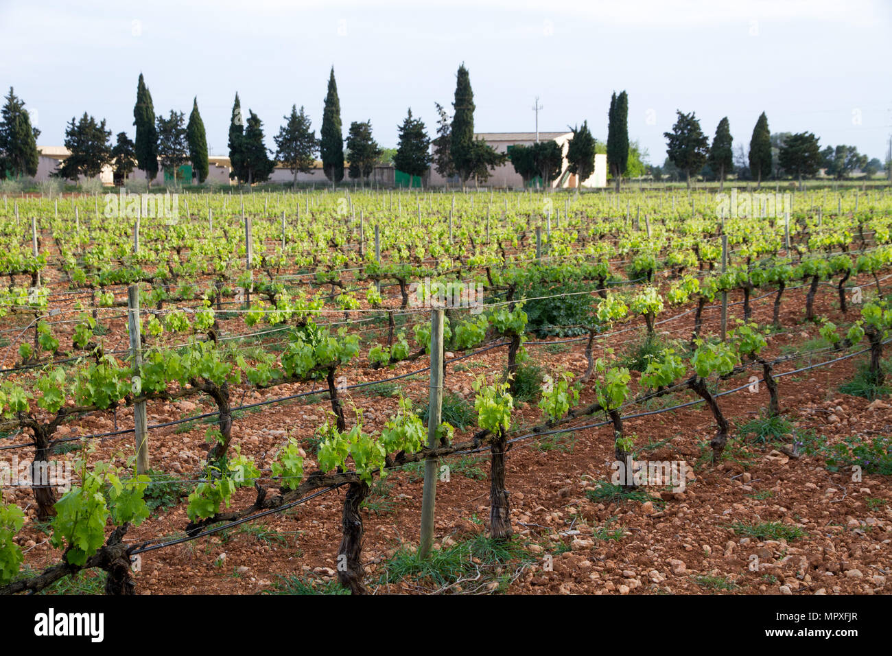 Mallorcan vineyard hi-res stock photography and images - Alamy