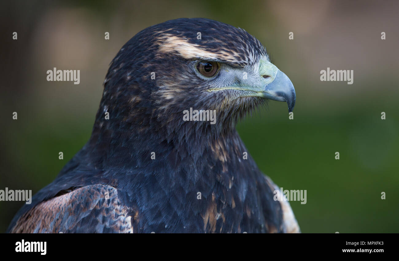 Captive bird of prey Stock Photo - Alamy
