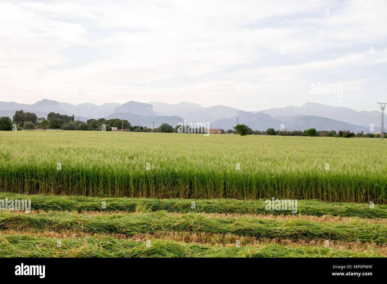 Mallorcan landscape hi-res stock photography and images - Alamy