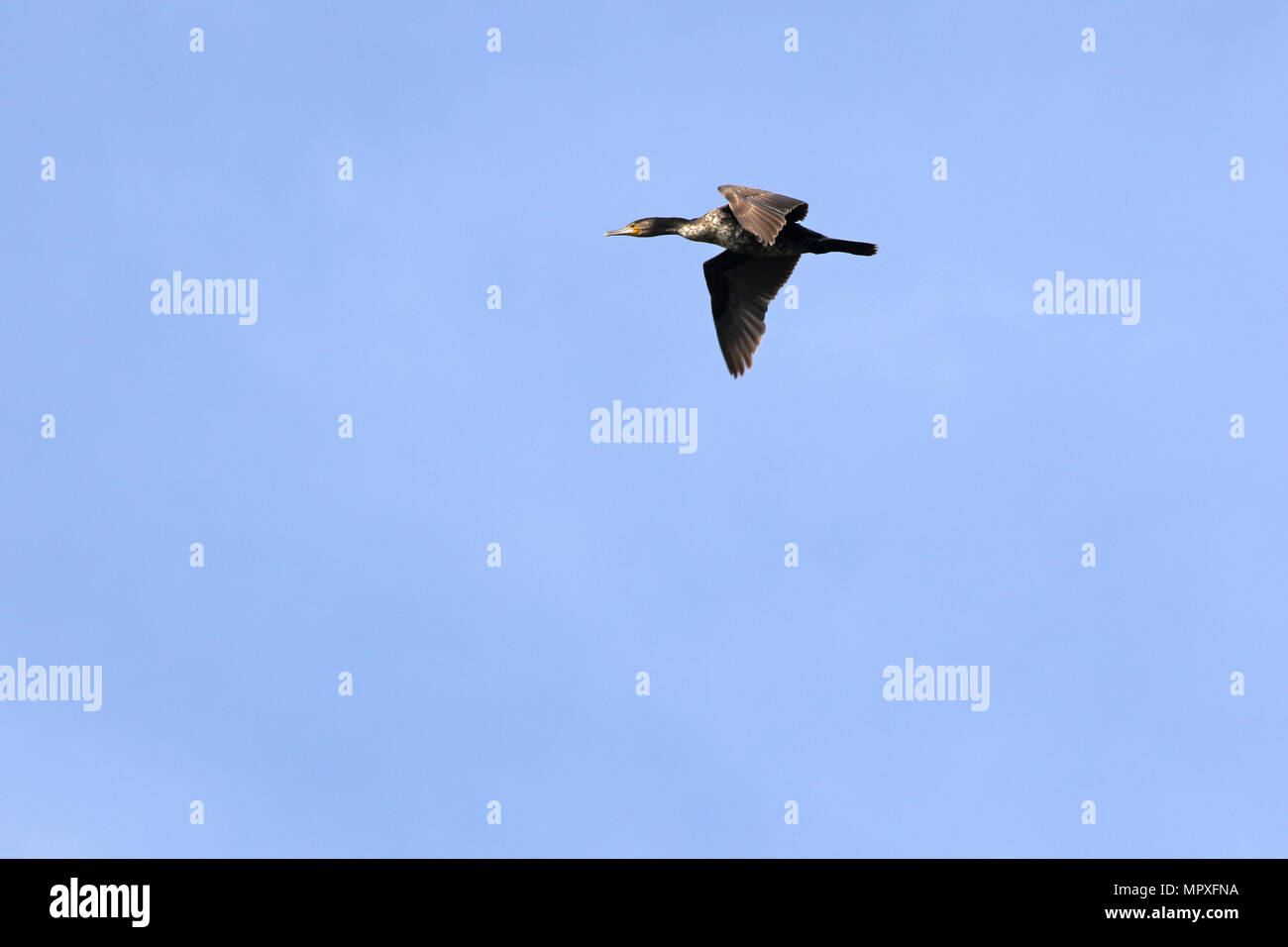 cormorant or liver bird in mid flight in Italy Latin phalacrocorax ...