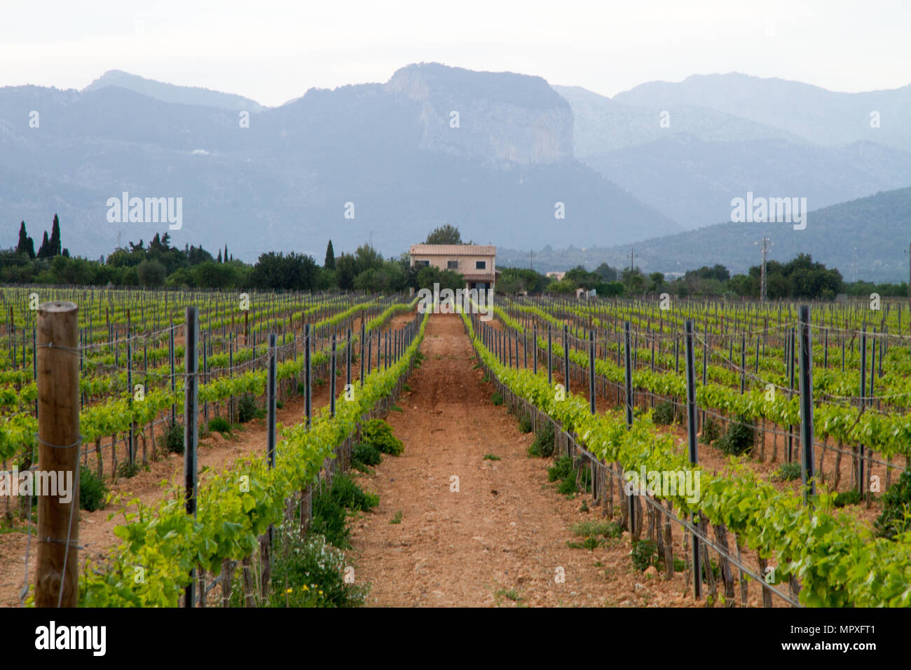 Mallorcan vineyard hi-res stock photography and images - Alamy