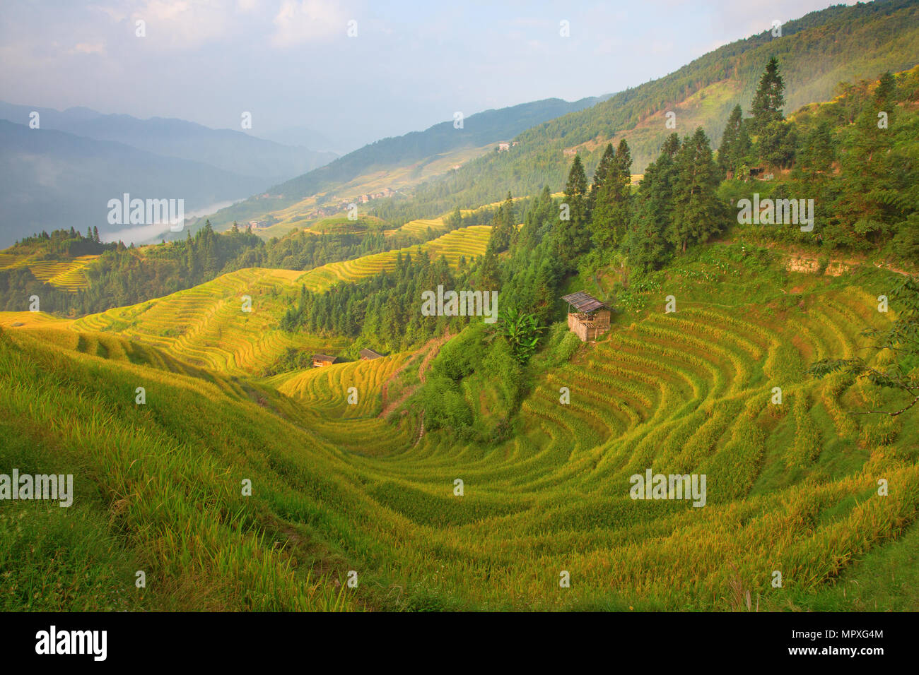 The Longsheng Rice Terraces(Dragon's Backbone) also known as Longji ...