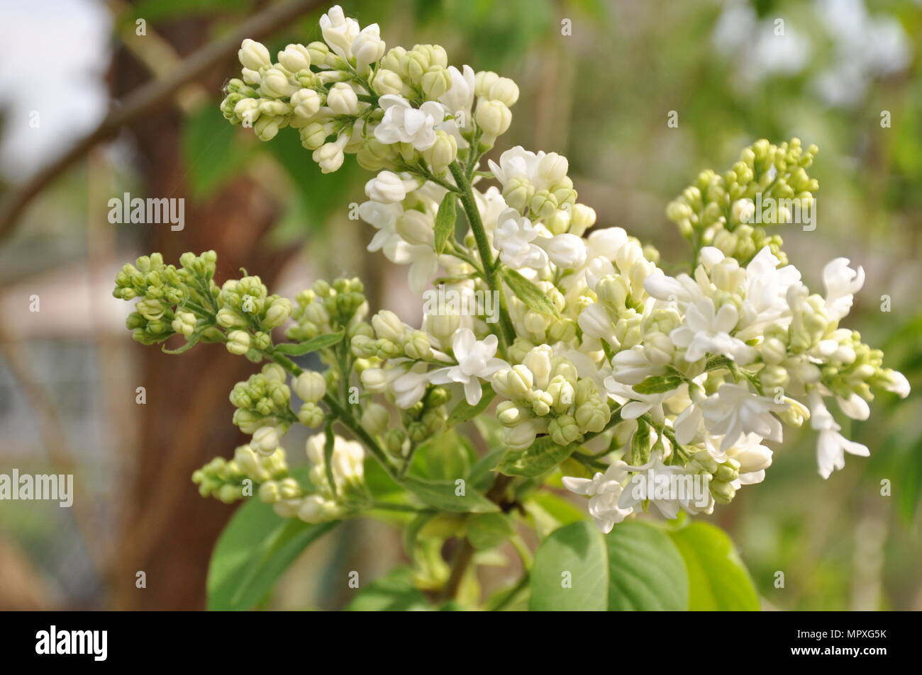 White syringa hi-res stock photography and images - Alamy