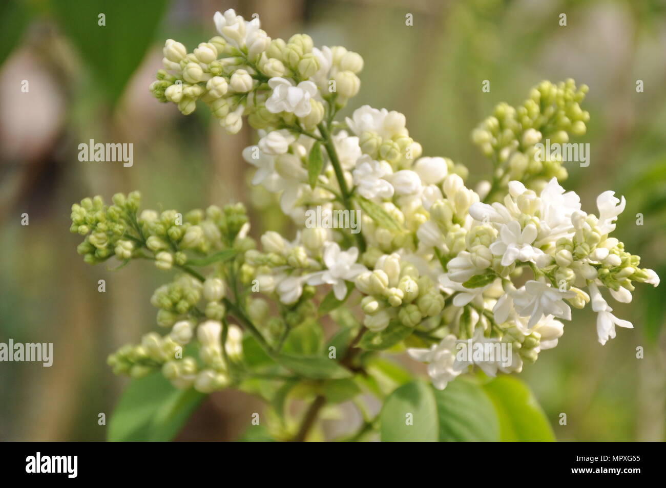 Syringa white flowers hi-res stock photography and images - Alamy