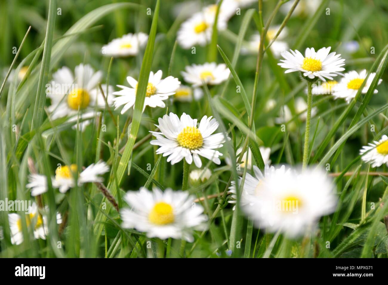 Gowan hi-res stock photography and images - Alamy