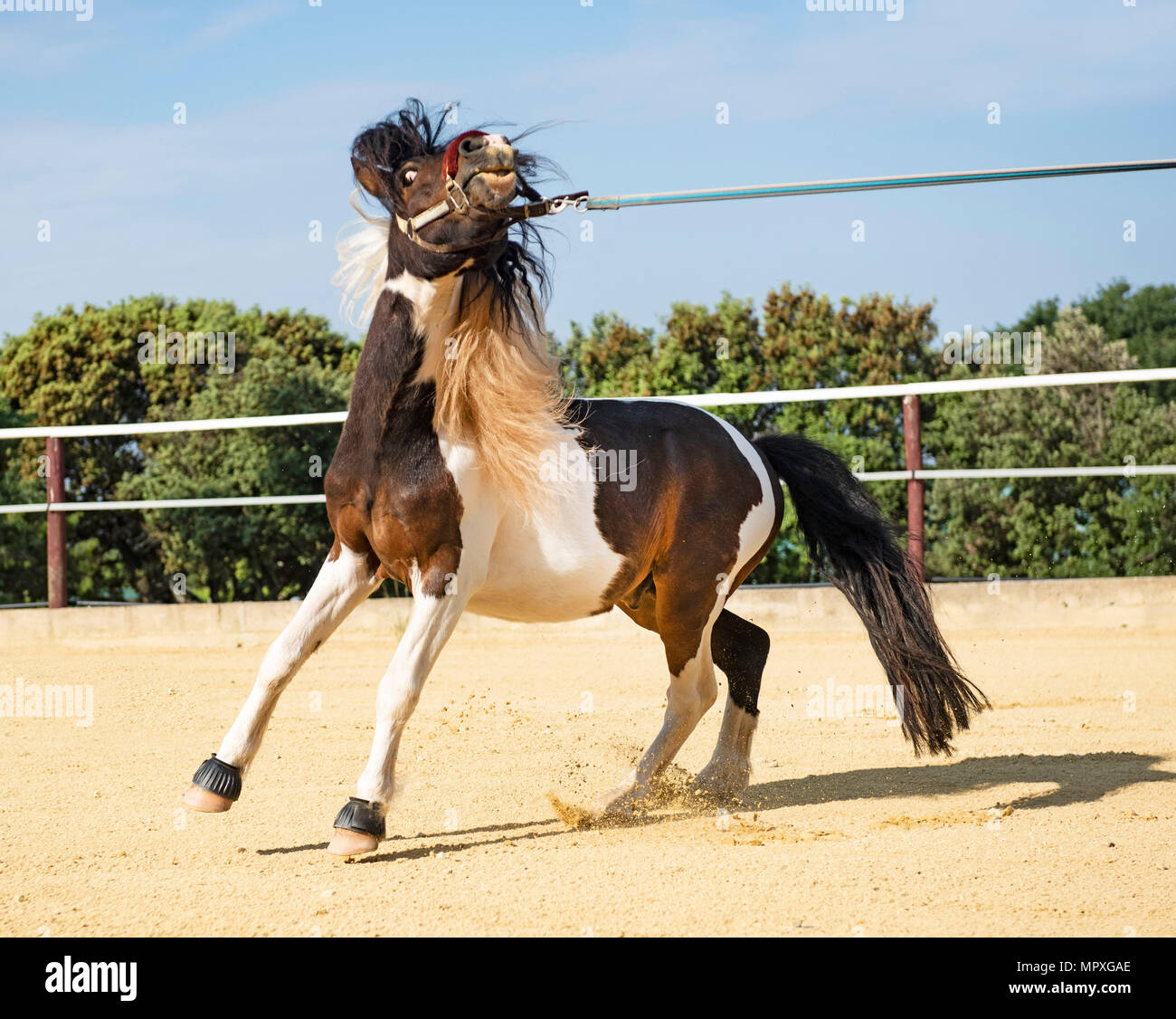Angry pony hi-res stock photography and images - Alamy