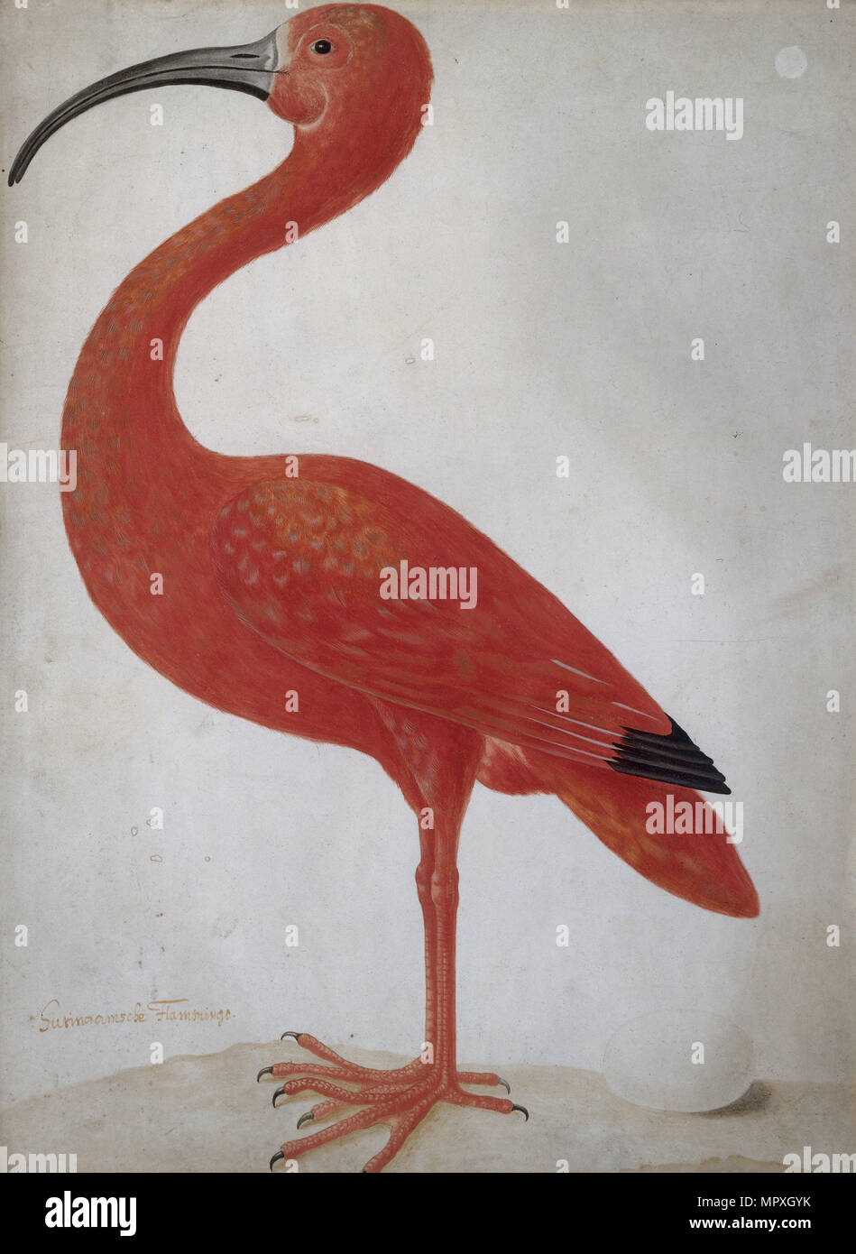 Maria sibylla merian birds hi-res stock photography and images - Alamy