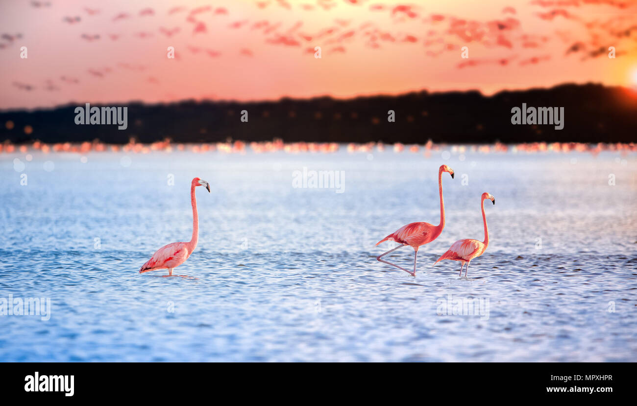 Pink flamingos at sunset hi-res stock photography and images - Alamy