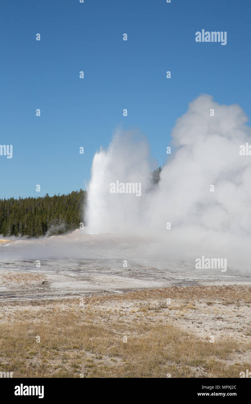 Old Faithful geyser eruption in the Yellowstone national park, USA ...
