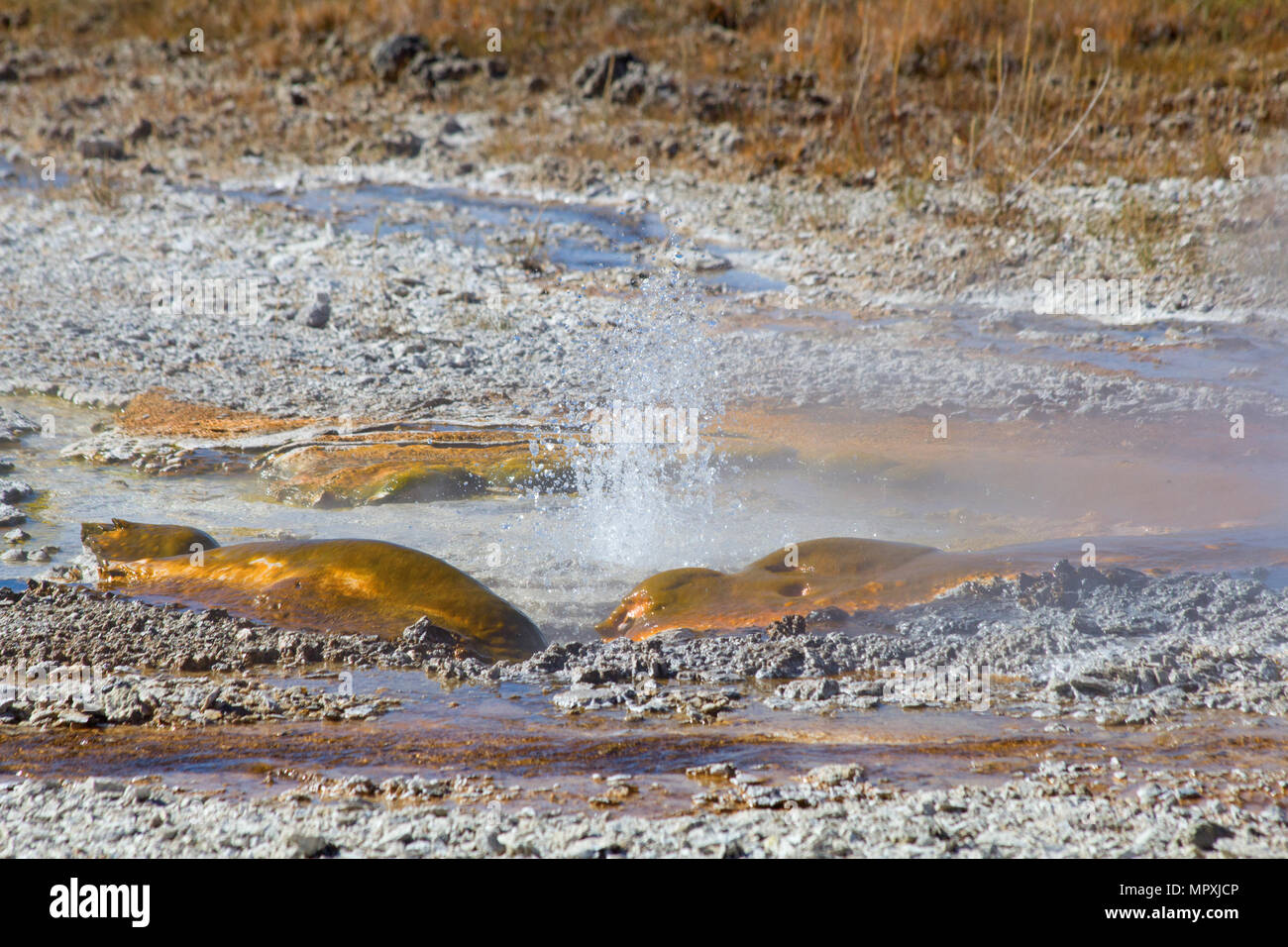 Colorful hot water pool in the Yellowstone National park, USA Stock ...