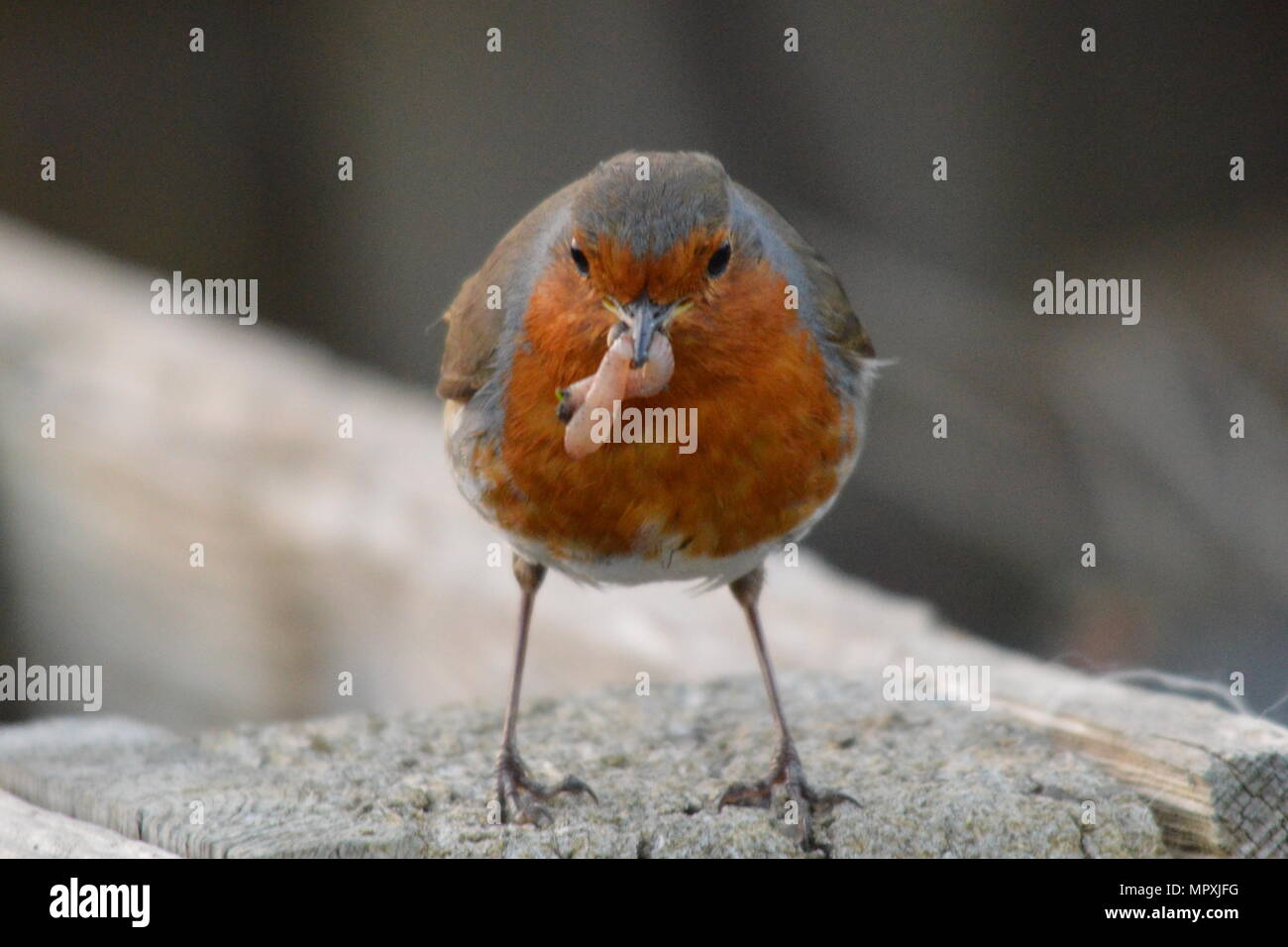 Early Robin catches the worm Stock Photo - Alamy
