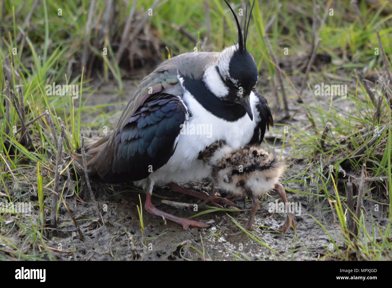Baby lapwing hi-res stock photography and images - Alamy