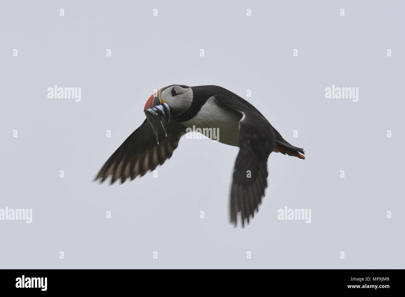 Puffin with fish Stock Photo - Alamy