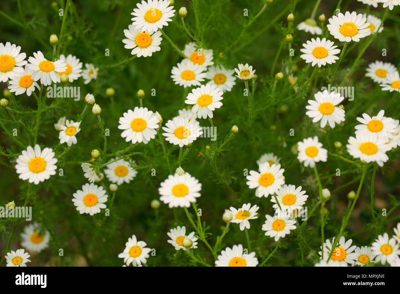 Flowering Matricaria chamomilla field Stock Photo - Alamy