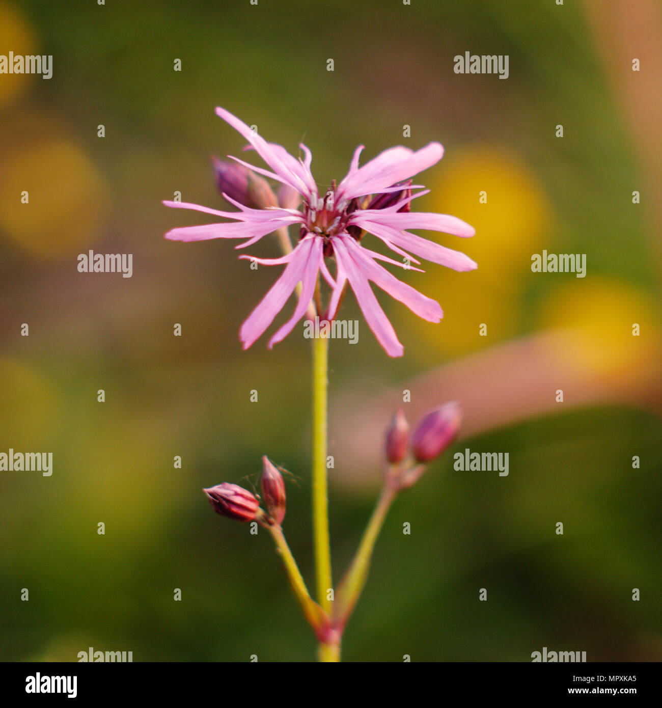 Ragged robin wild hi-res stock photography and images - Alamy