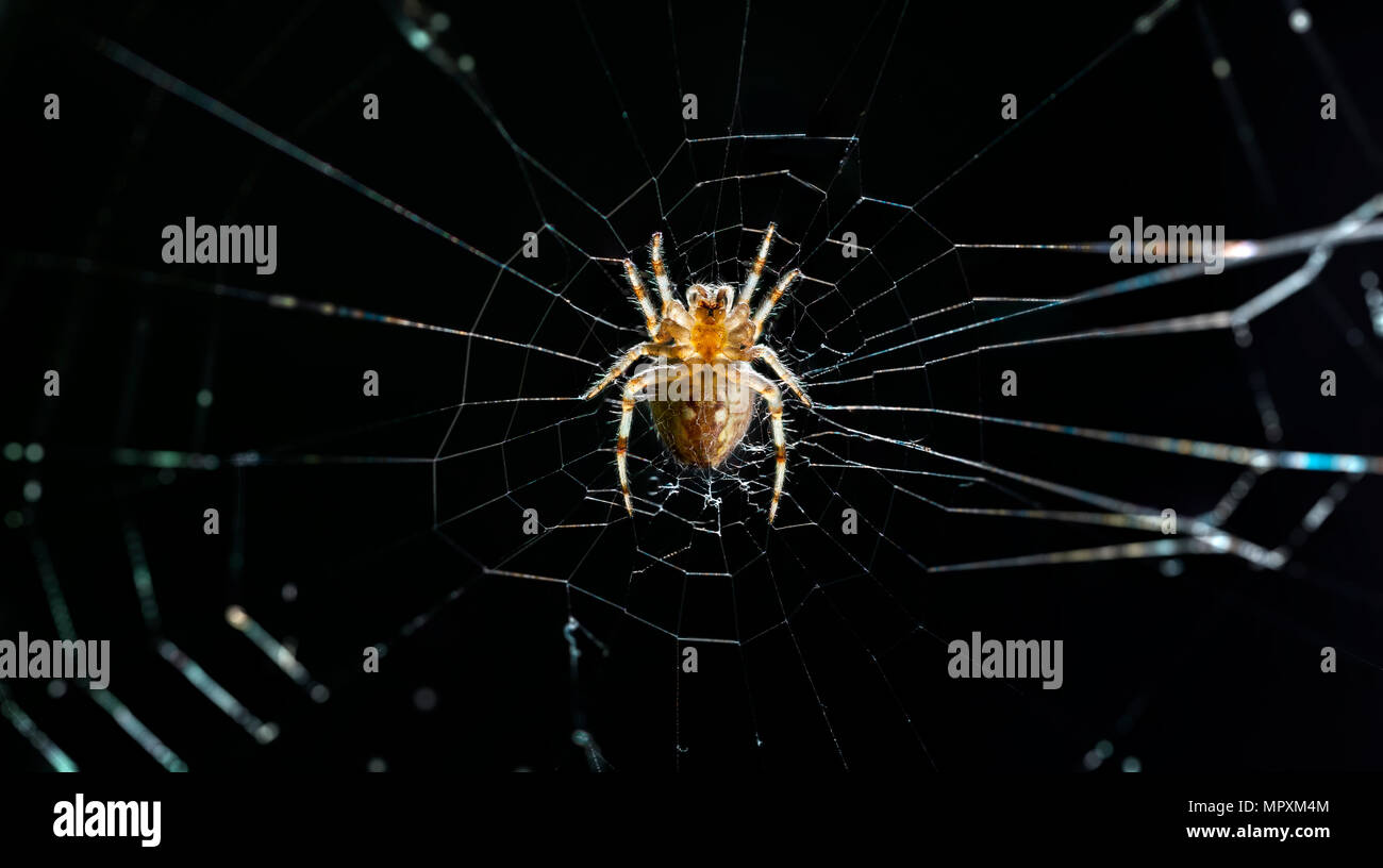 Spider from bottom view in the center of its web and on a black ...
