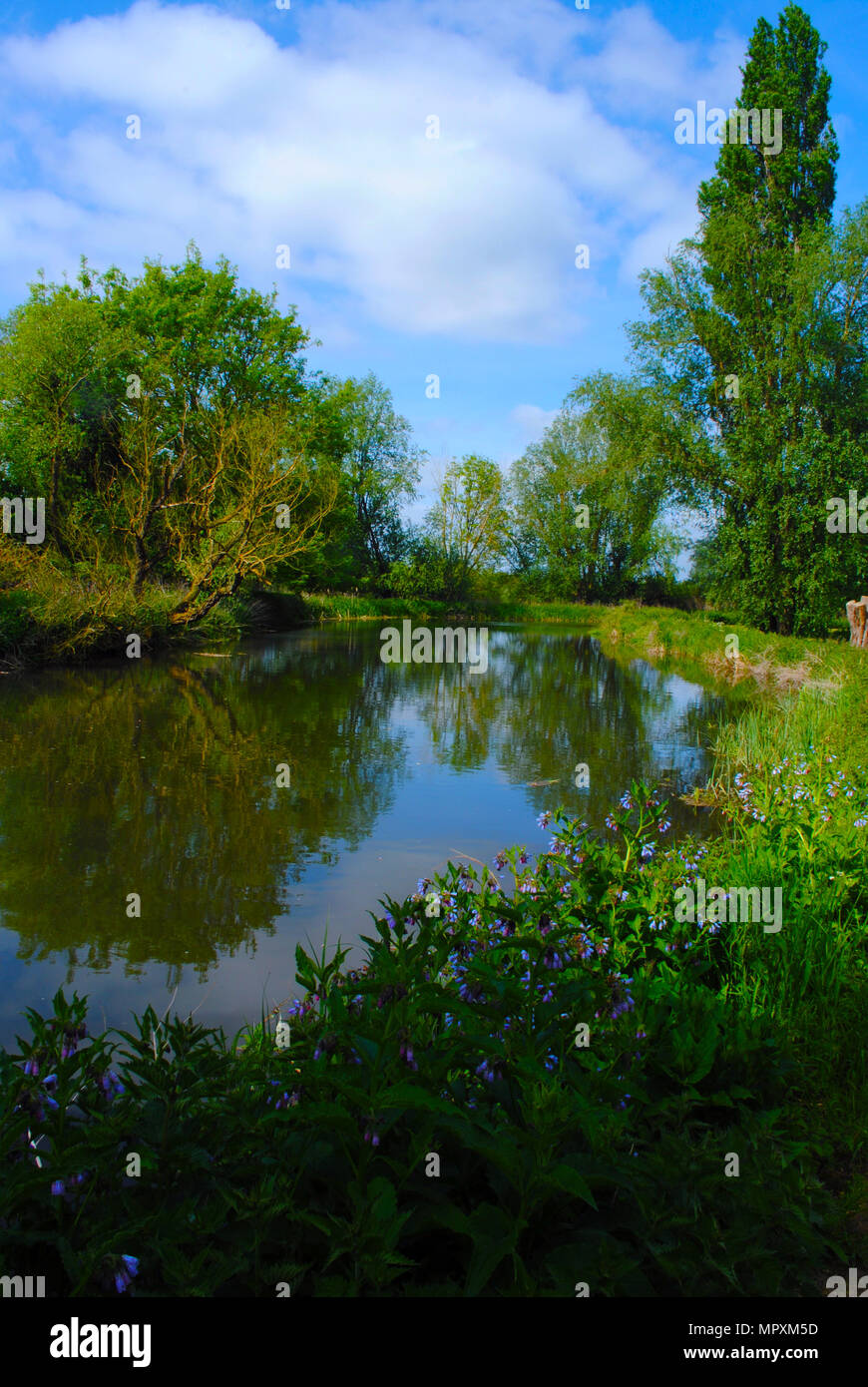 River Lark at Mildenhall with trees and blue sky light cloud Stock ...