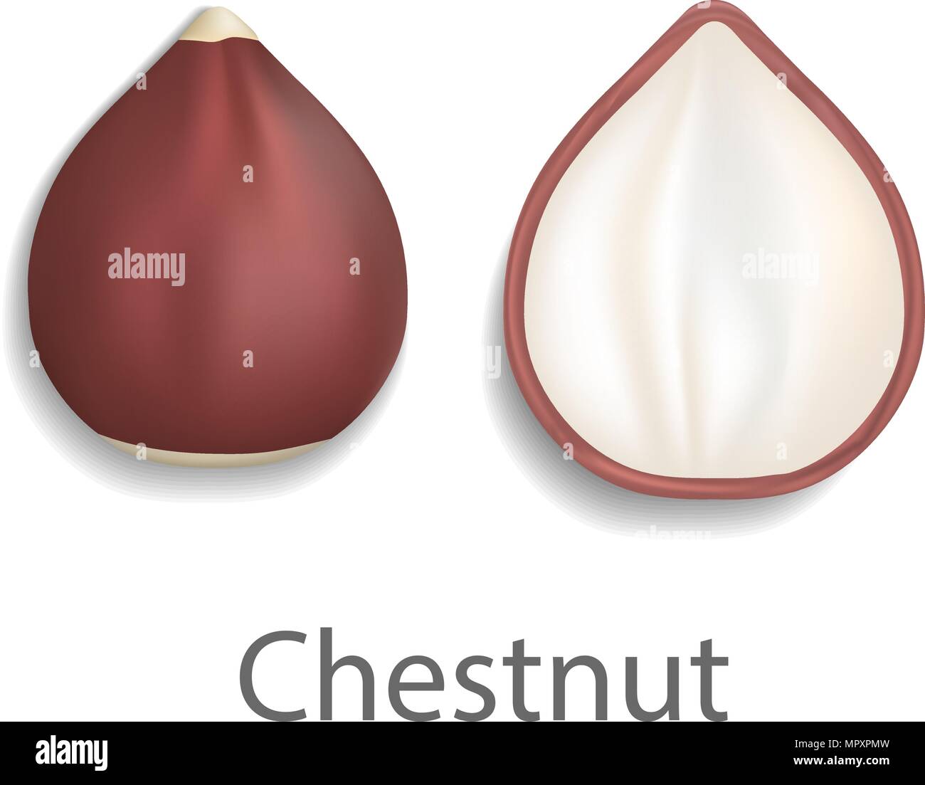 Chestnut mockup, realistic style Stock Vector Image & Art - Alamy