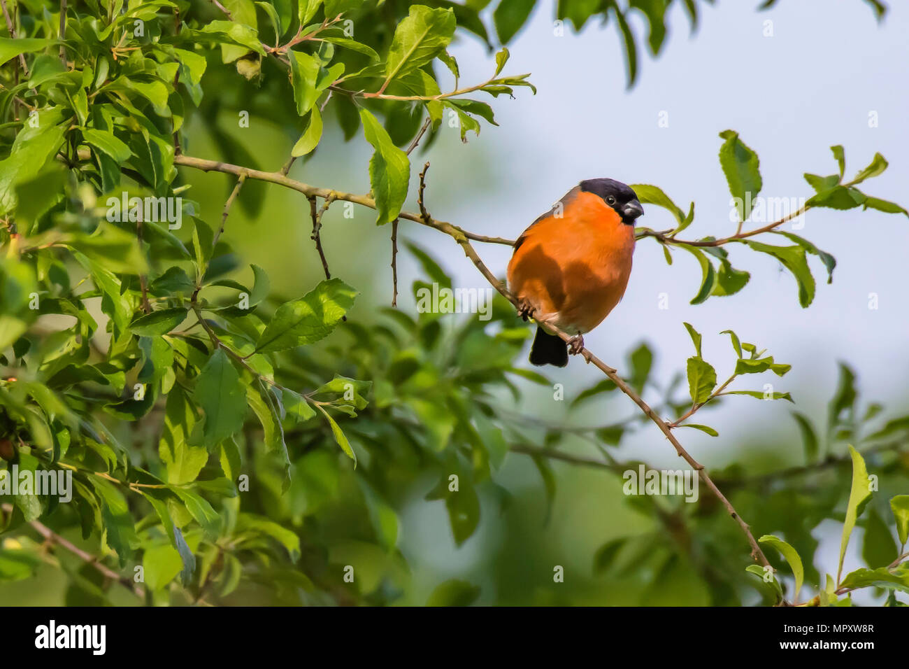 Rare birds of the world hi-res stock photography and images - Alamy