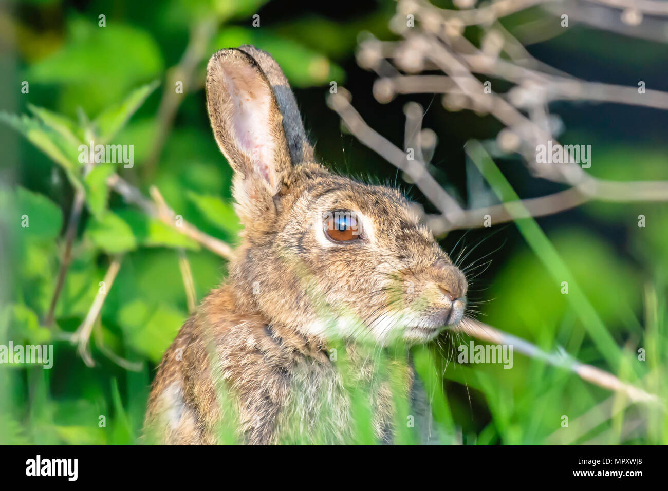 Detailed hare hi-res stock photography and images - Alamy