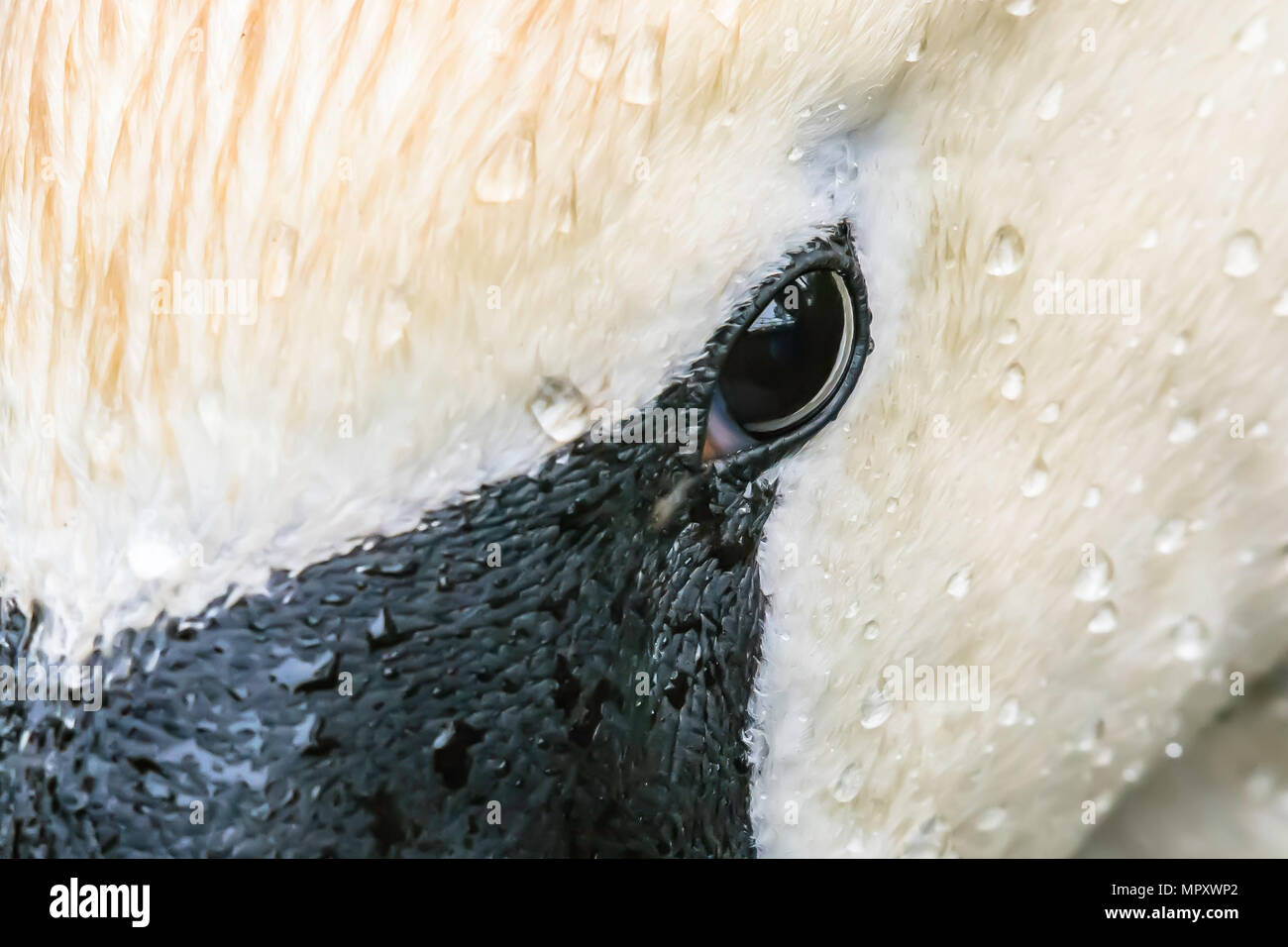 Swan eye hi-res stock photography and images - Alamy