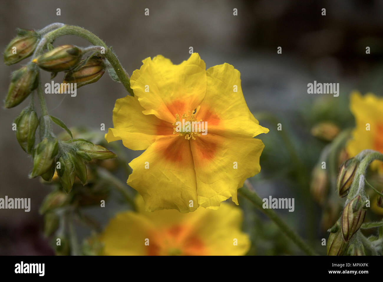 Orange rock rose helianthemum hi-res stock photography and images - Alamy