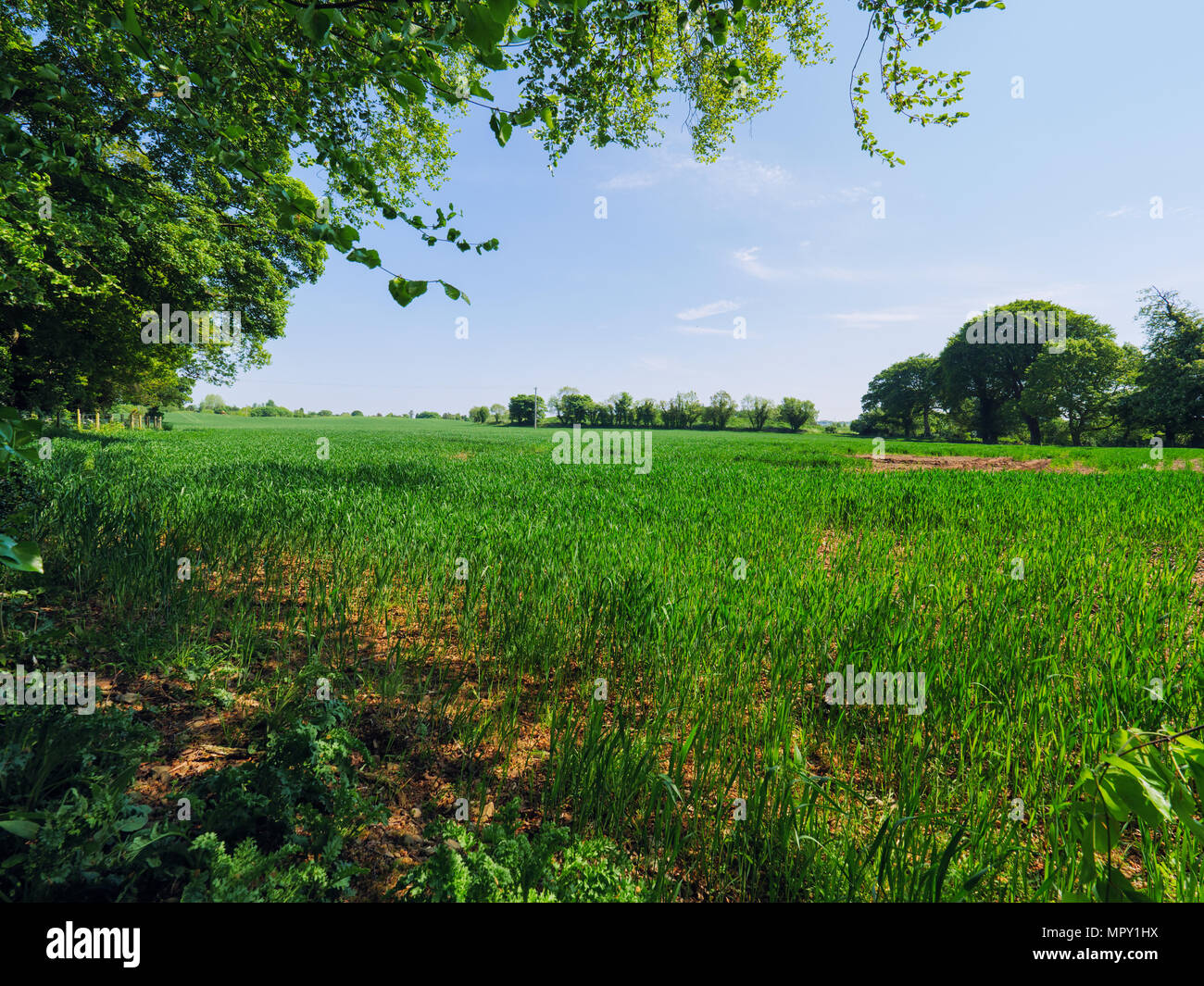 Sunny spring countryside,Northern Ireland Stock Photo - Alamy
