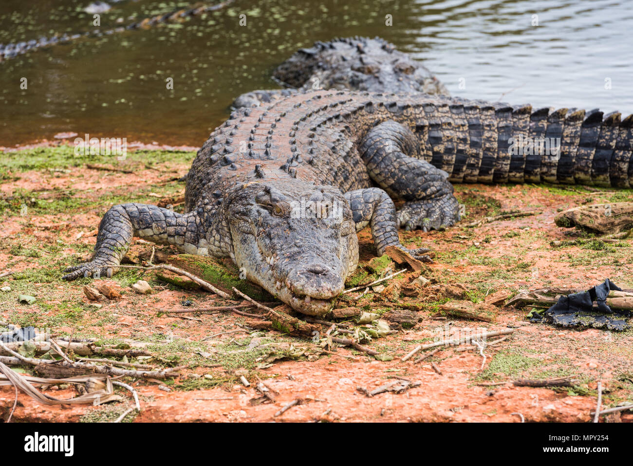 Dead croc hi-res stock photography and images - Alamy