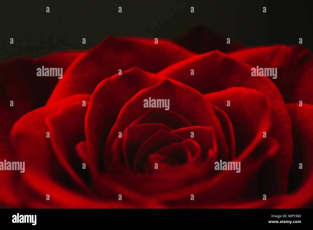 Night red rose hi-res stock photography and images - Alamy