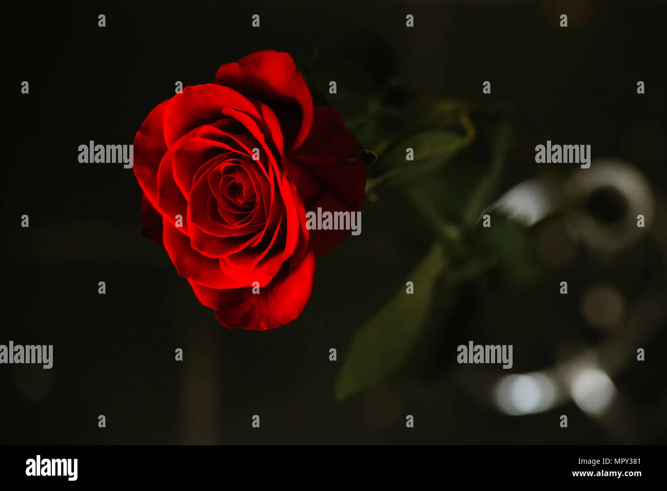 Night red rose hi-res stock photography and images - Alamy