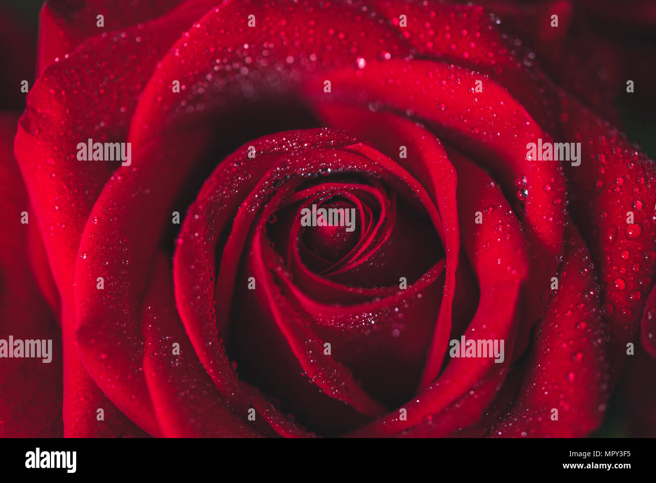 Fresh wet rose hi-res stock photography and images - Alamy