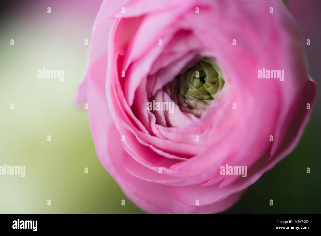 Ranunculus stamen hi-res stock photography and images - Alamy