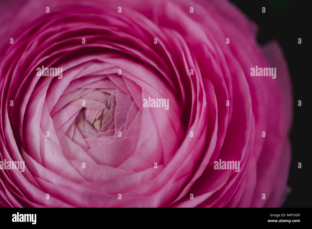 Ranunculus stamen hi-res stock photography and images - Alamy