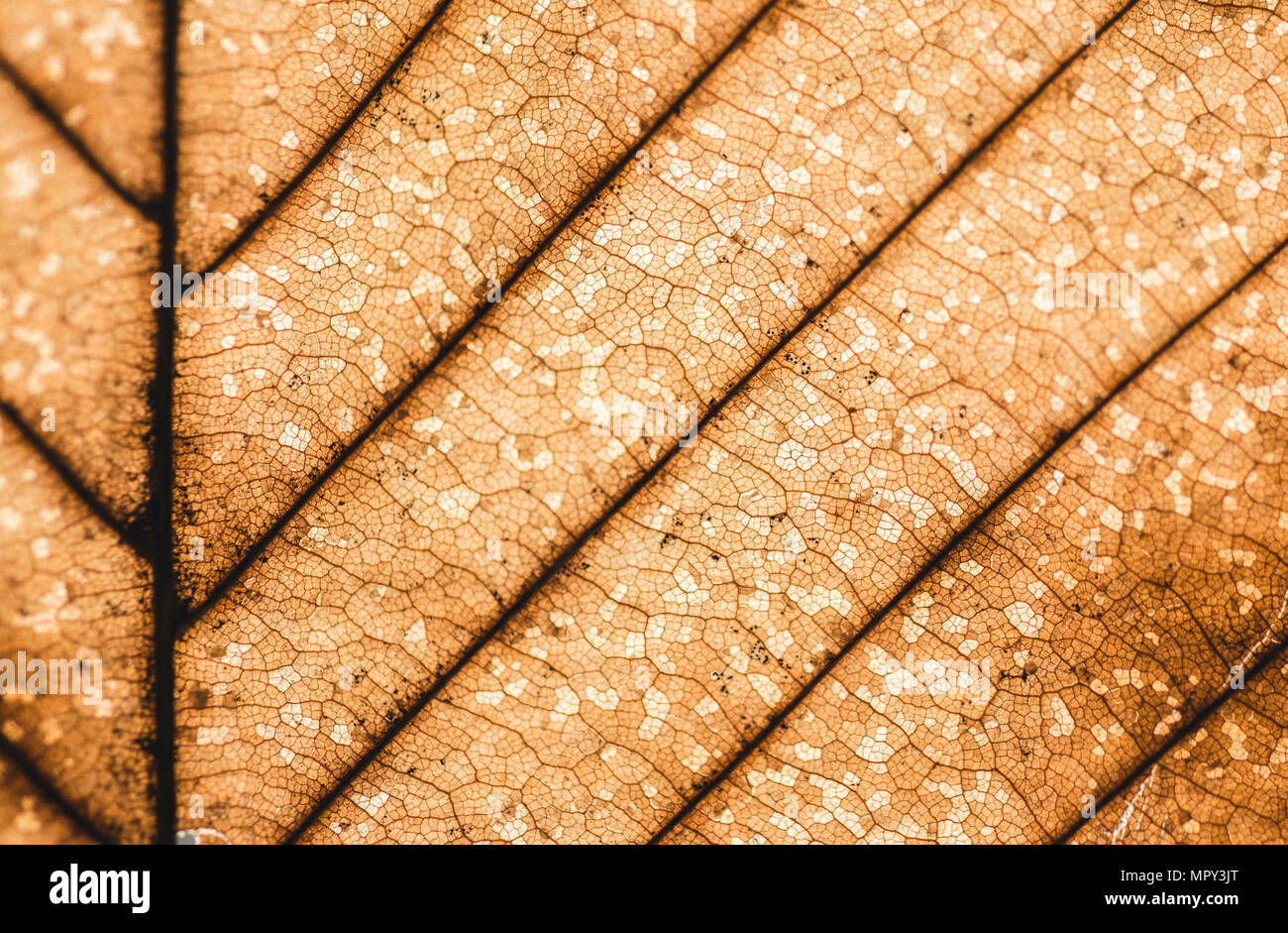 Dry leaf pattern hi-res stock photography and images - Alamy