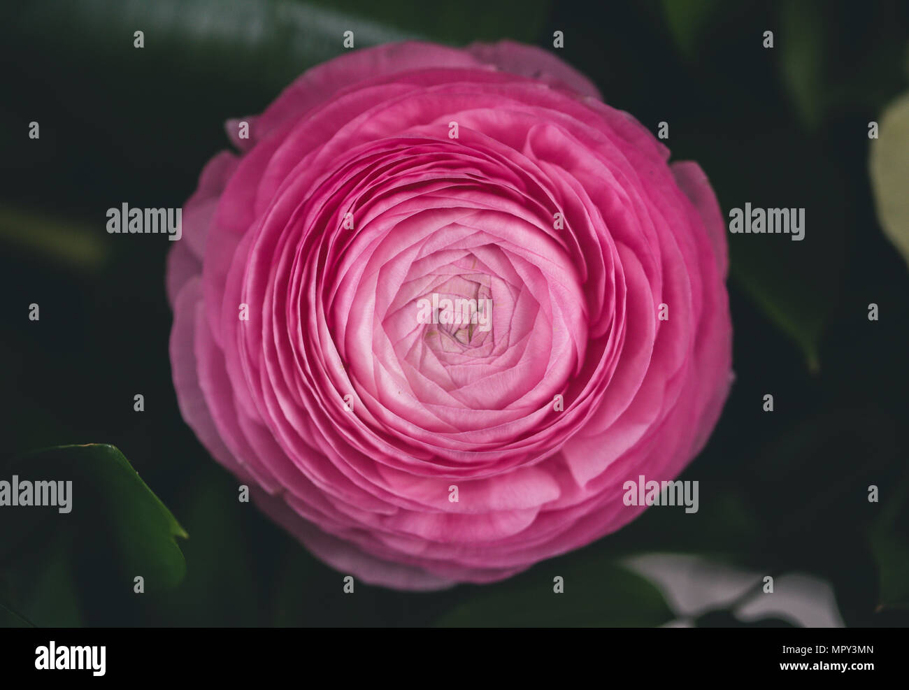 Overhead view of buttercup growing at garden Stock Photo - Alamy