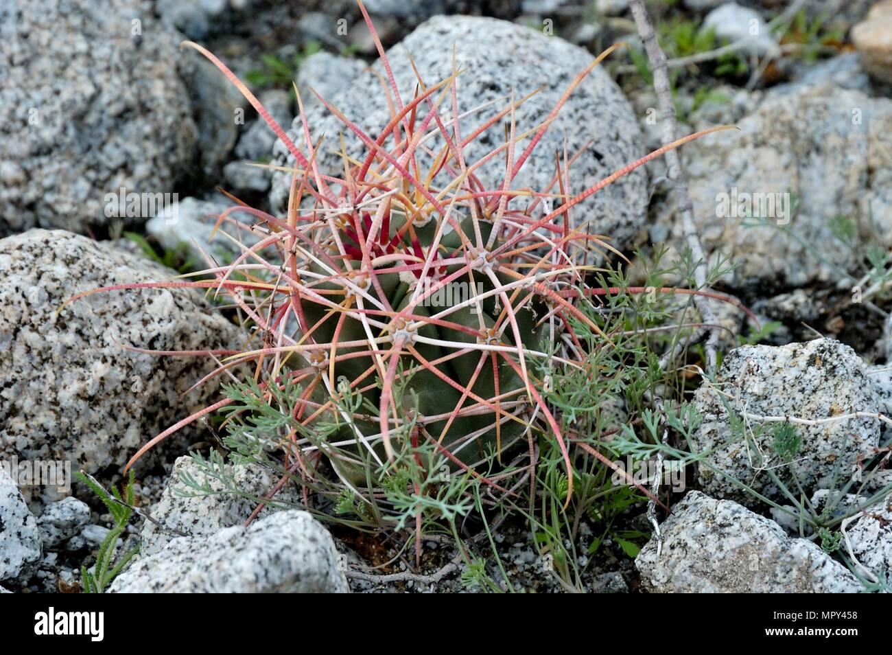 Cotton-Top Cactus, Echinocactus polycephalus, Cactus, Narrows Earth ...