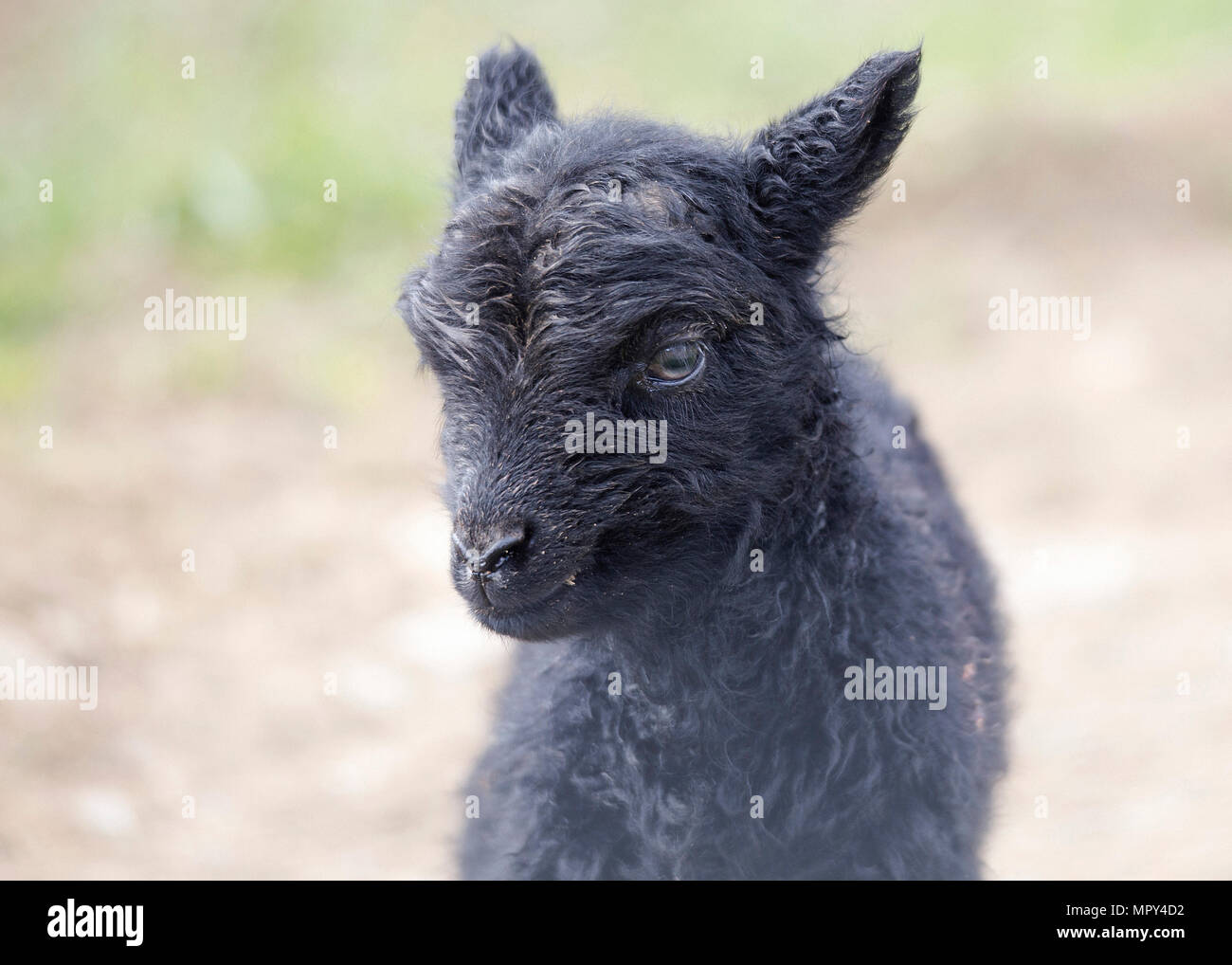 Kid goat hi-res stock photography and images - Alamy