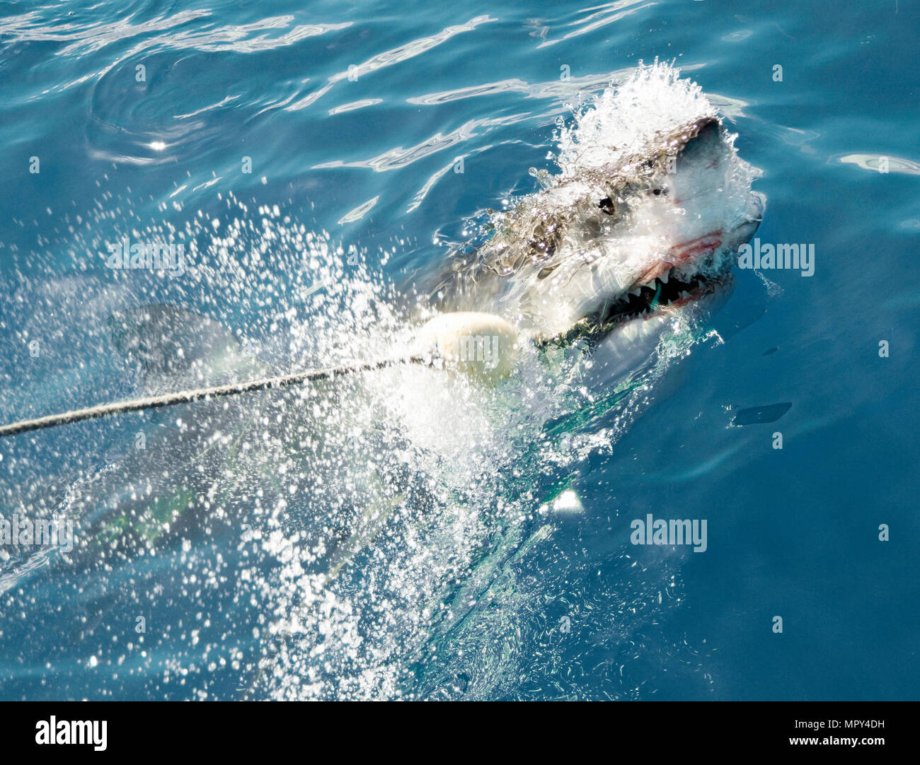 High angle view of shark biting rope in sea Stock Photo - Alamy