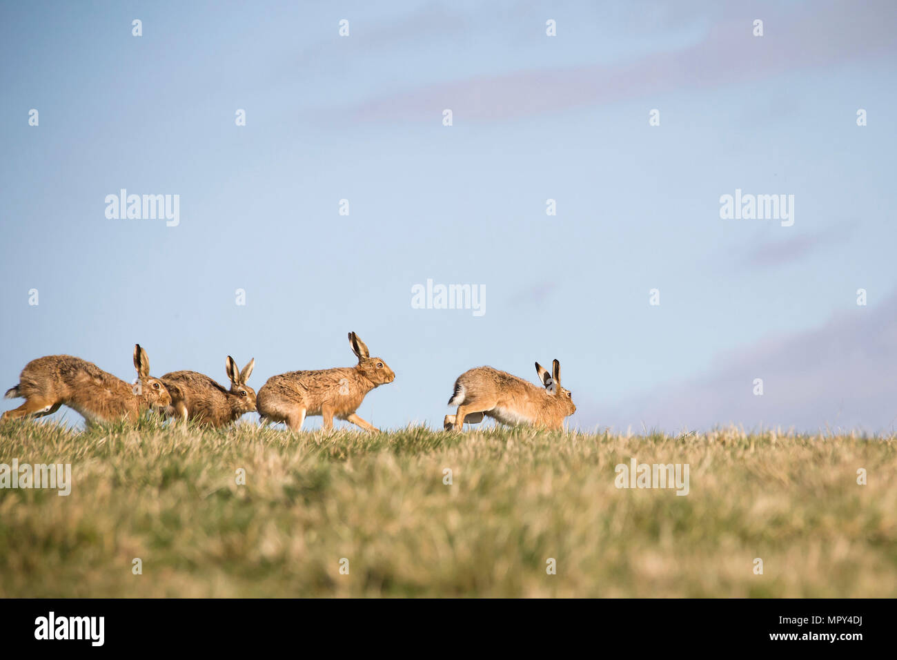 Field hares hi-res stock photography and images - Alamy