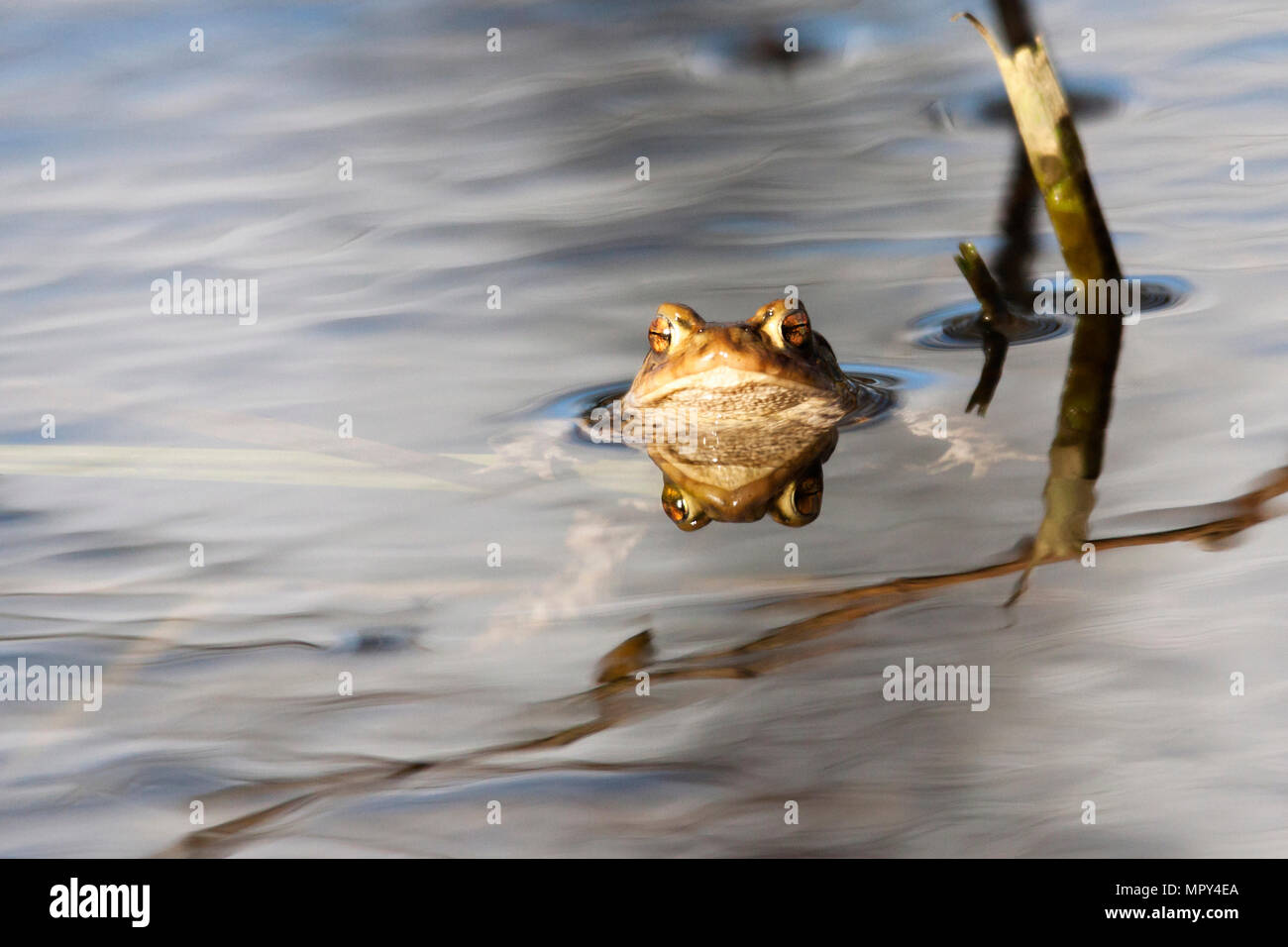 Frog and (swim or swims or swimming) hi-res stock photography and ...