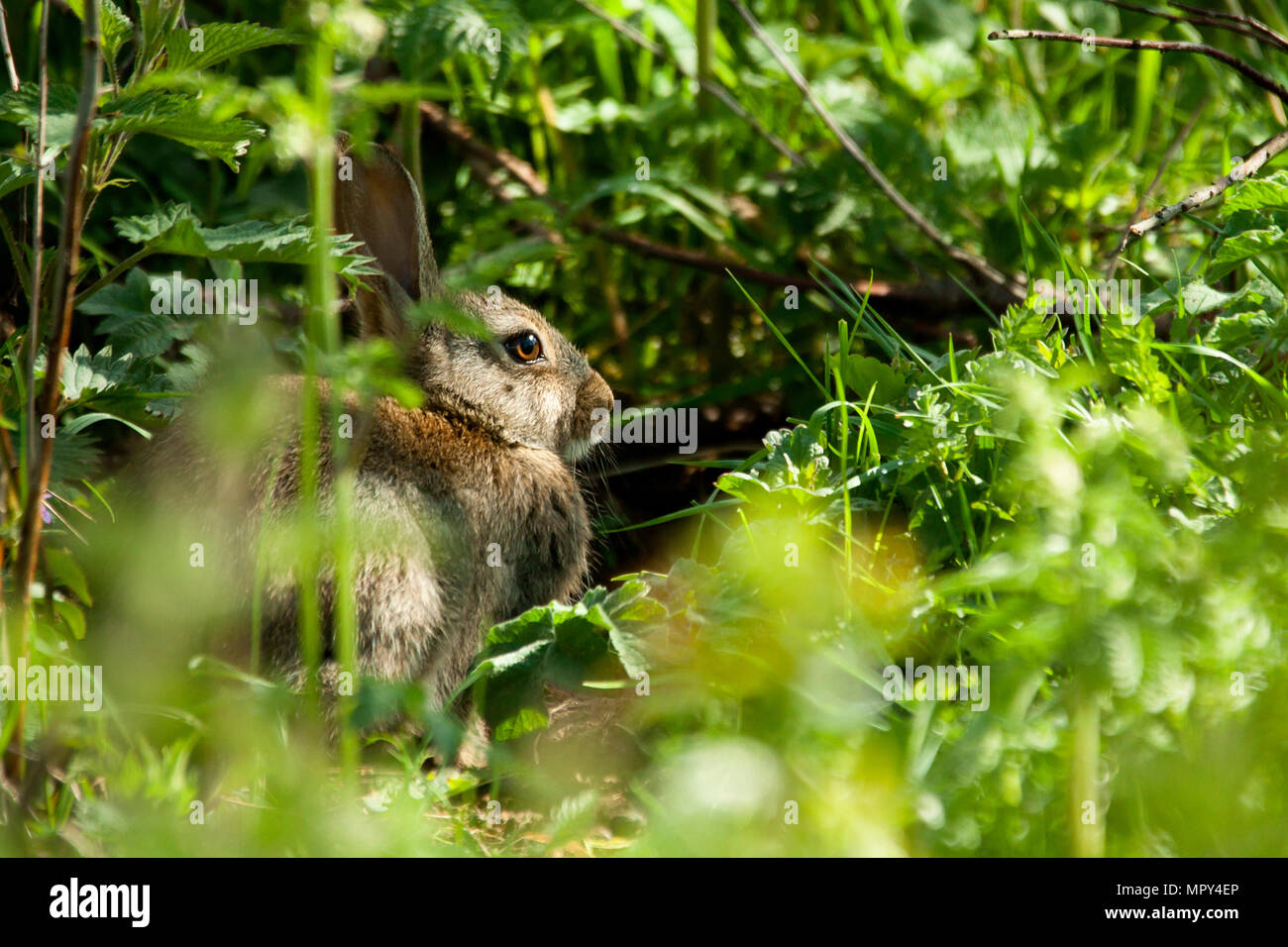 Rabbit forest hi-res stock photography and images - Alamy