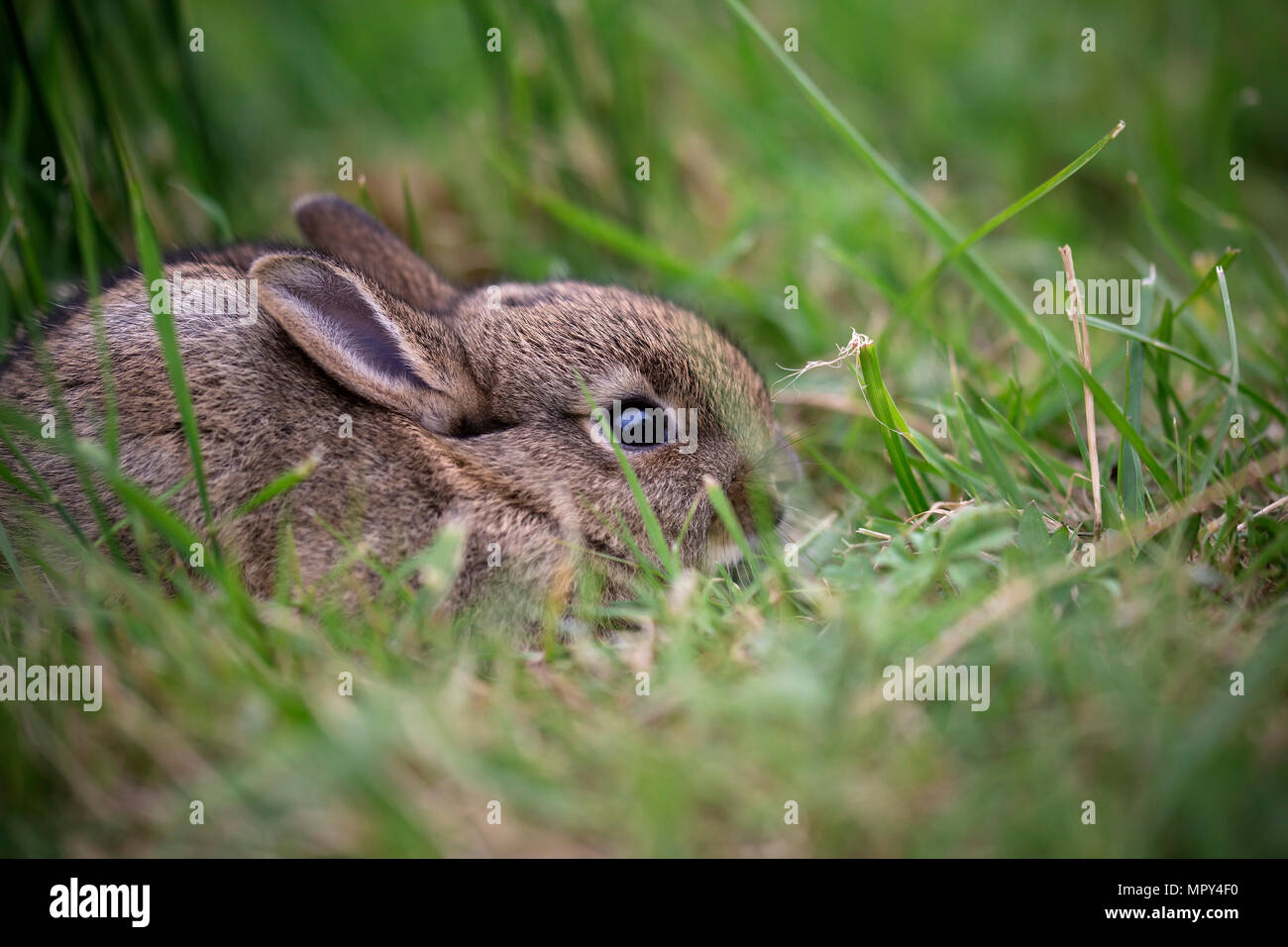 Rabbit forest hi-res stock photography and images - Alamy