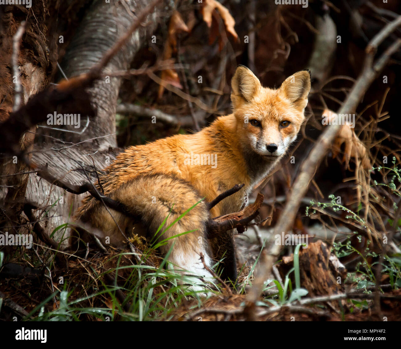 Fox standing hi-res stock photography and images - Alamy