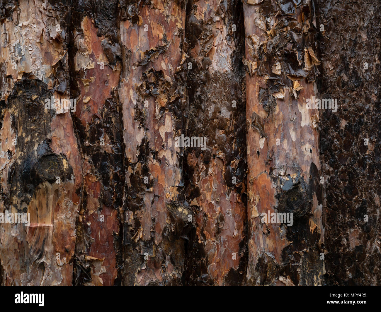 Unfinished pine board, cut, close-up, bark, knots, texture of bark wood ...