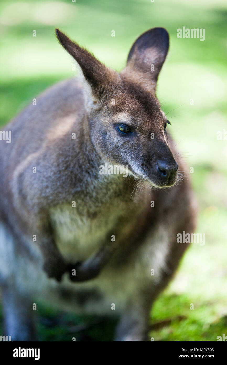 Kangaroo river hi-res stock photography and images - Alamy