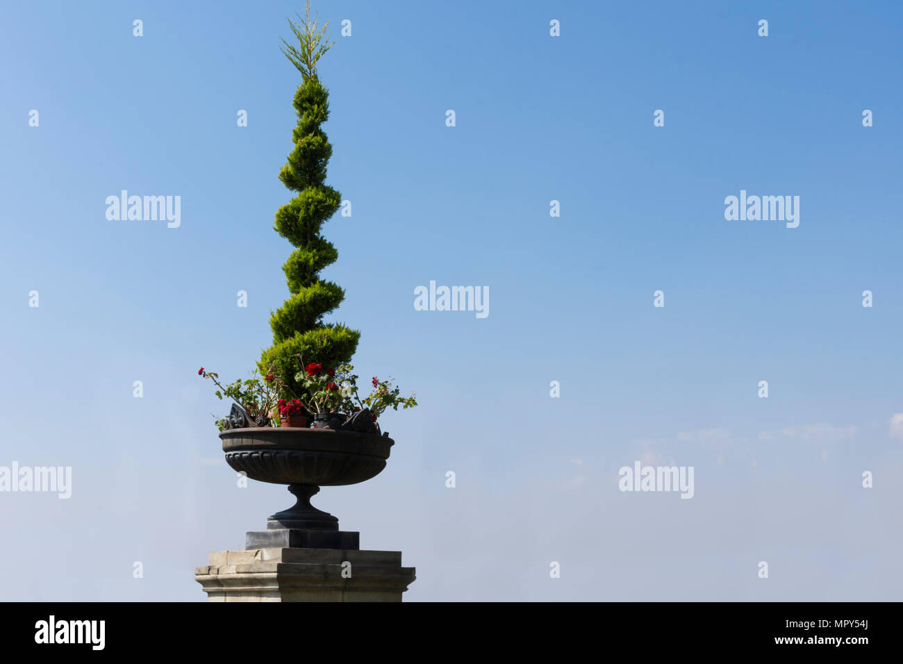 White fir new mexico hi-res stock photography and images - Alamy