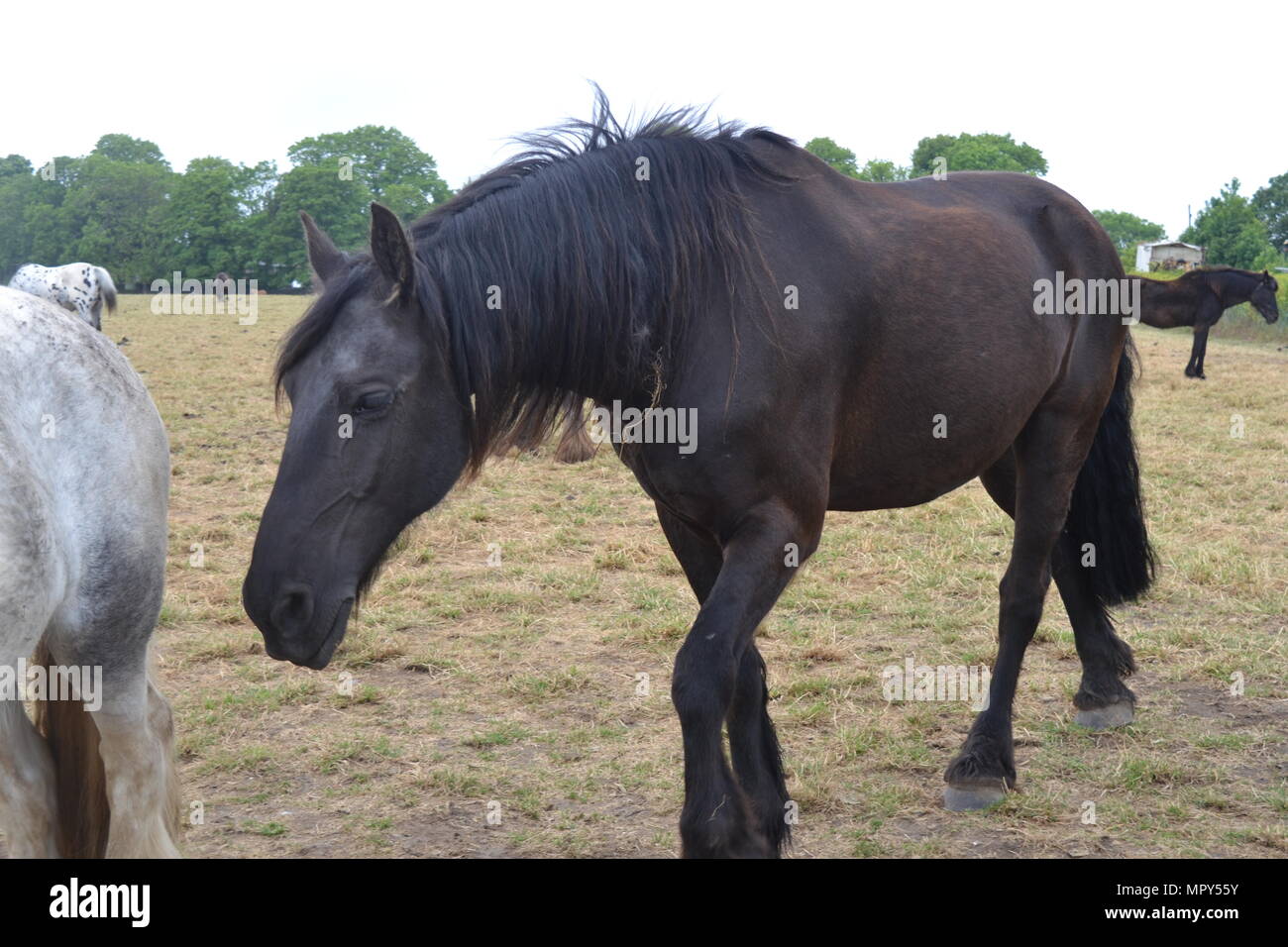 Natural light horse hi-res stock photography and images - Alamy