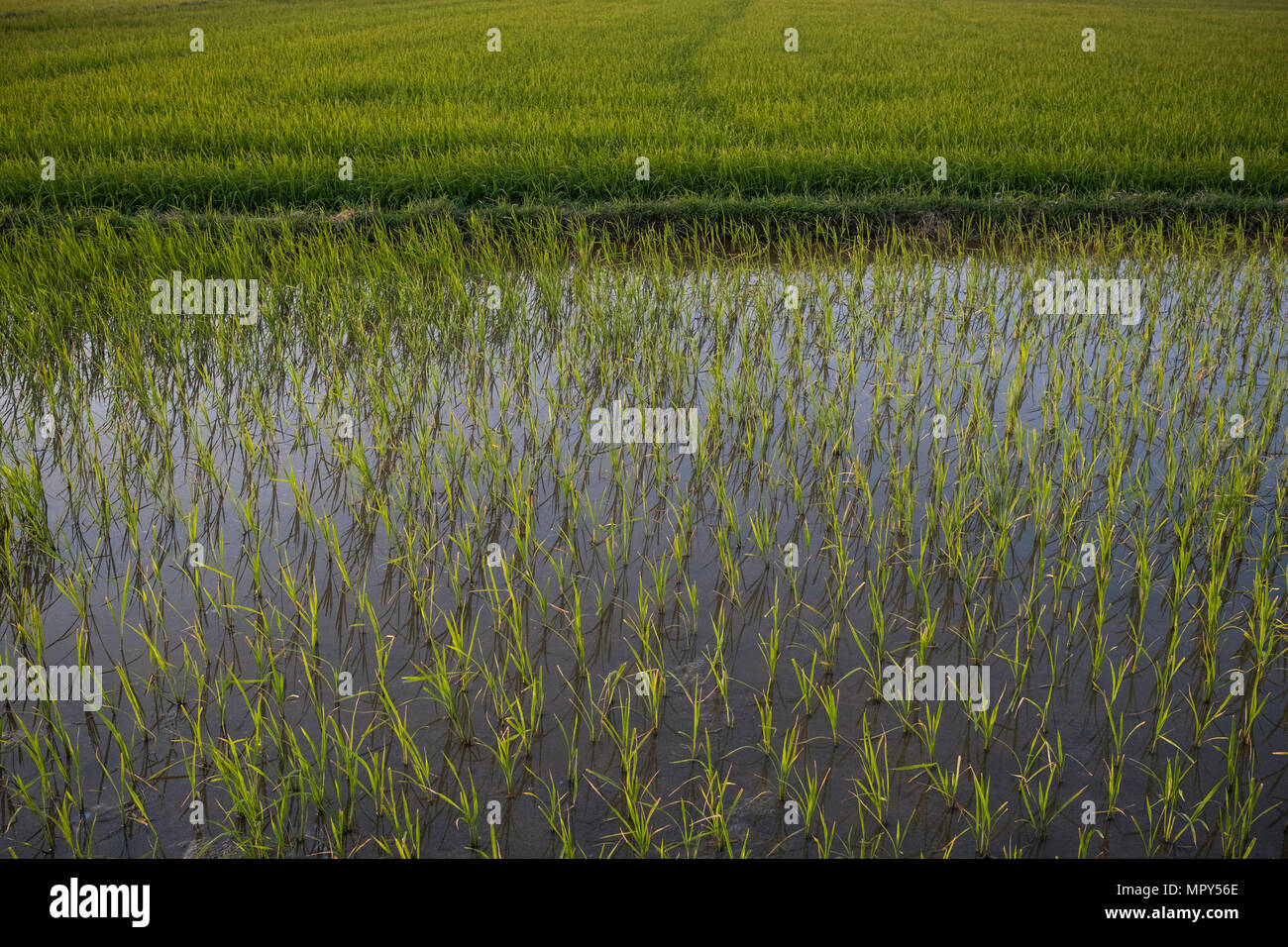 Crops on agricultural field hi-res stock photography and images - Alamy