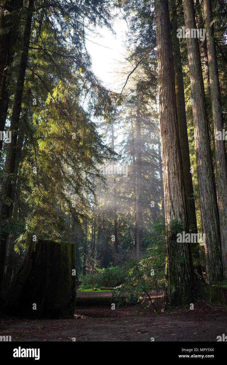 Trees growing in Muir Woods National Monument Stock Photo - Alamy